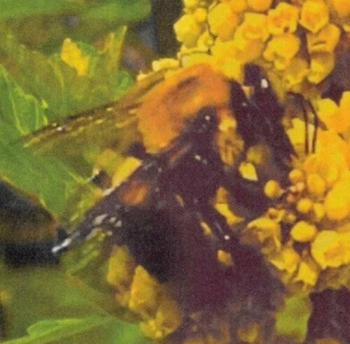 Broncho - Natural Pleasure LP (Limited Edition, Clear Green Vinyl, Pos